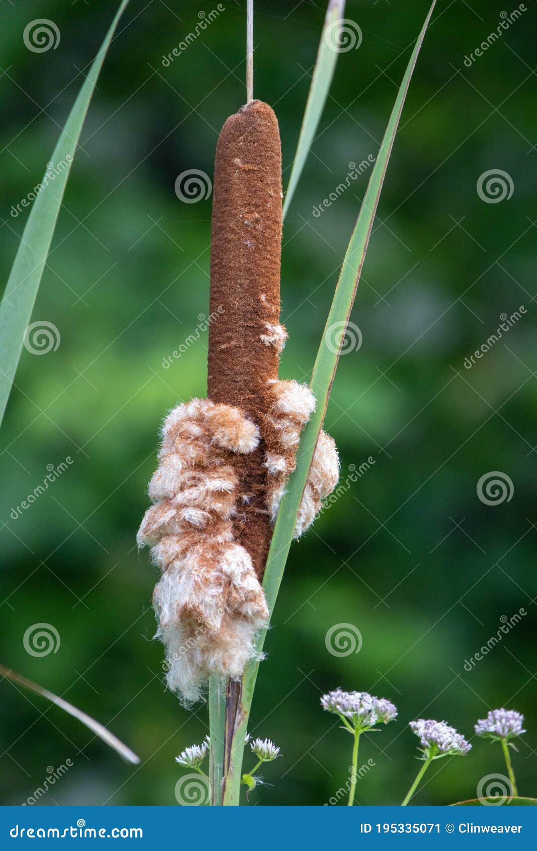 Cattails Starting to Seed stock image. Image of wild - 195335071