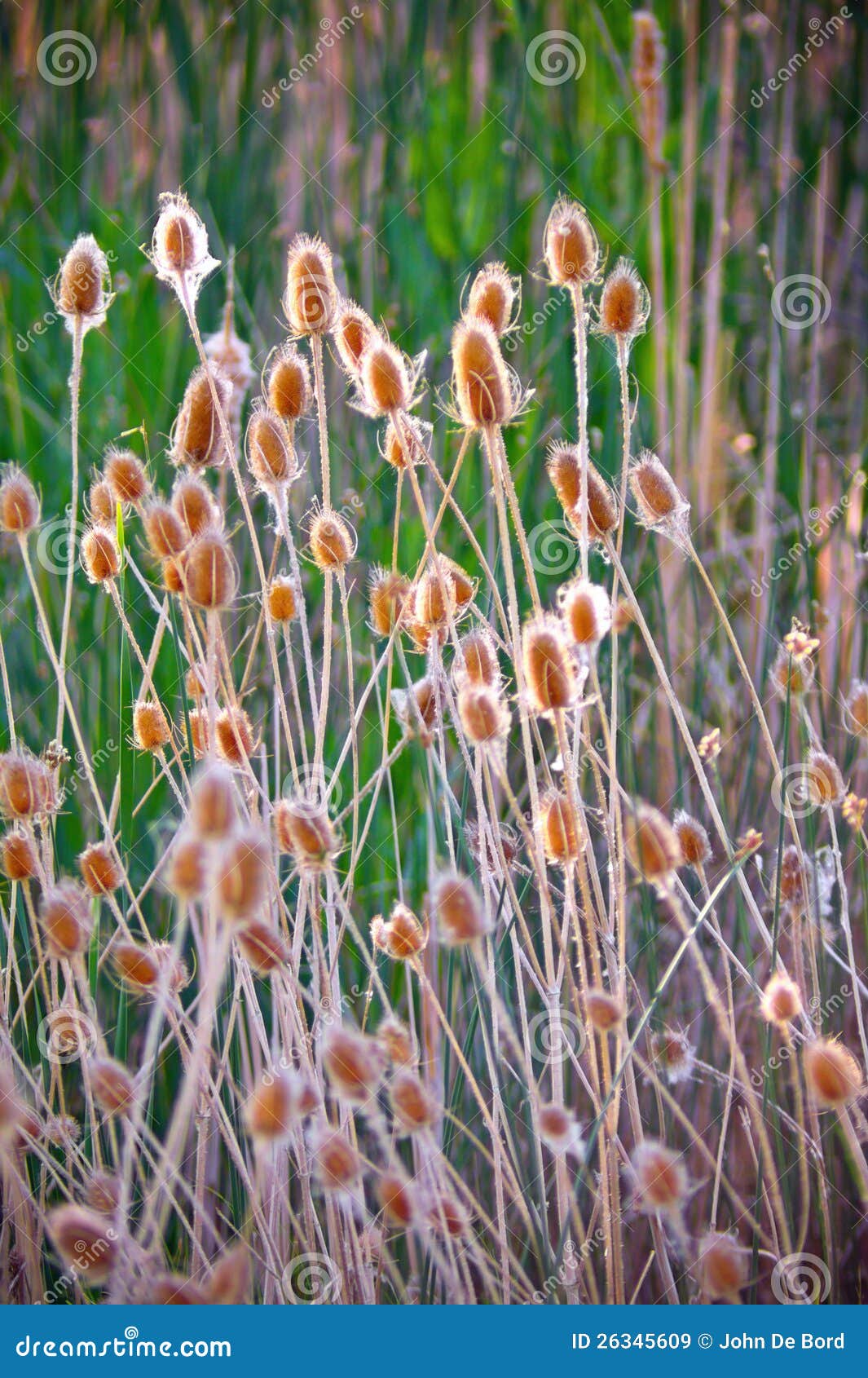 Cattails in Summer Sunlight Stock Image - Image of texture, brown: 26345609