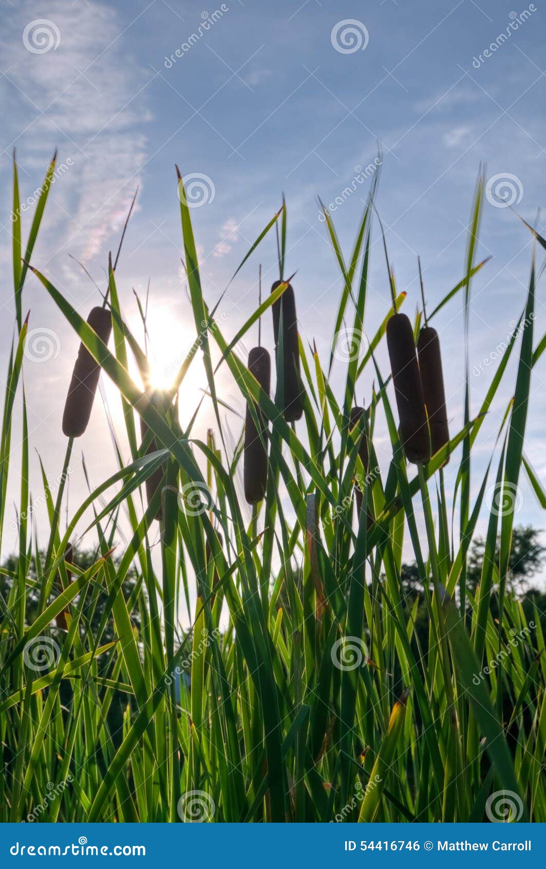 Cattails stock photo. Image of colorful, cattail, plants - 54416746