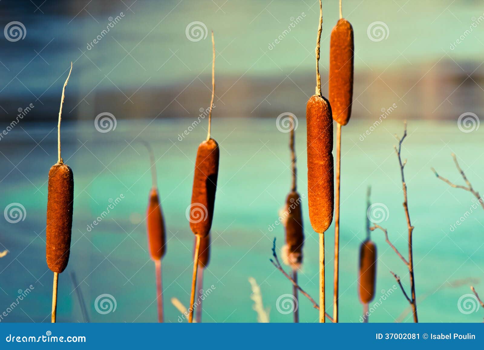Cattails at sunset stock image. Image of nature, plant - 37002081