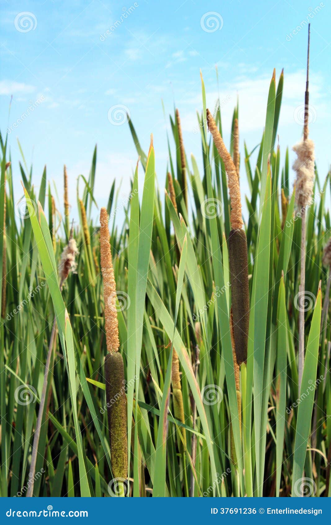 Cattails Royalty Free Stock Image - Image: 37691236