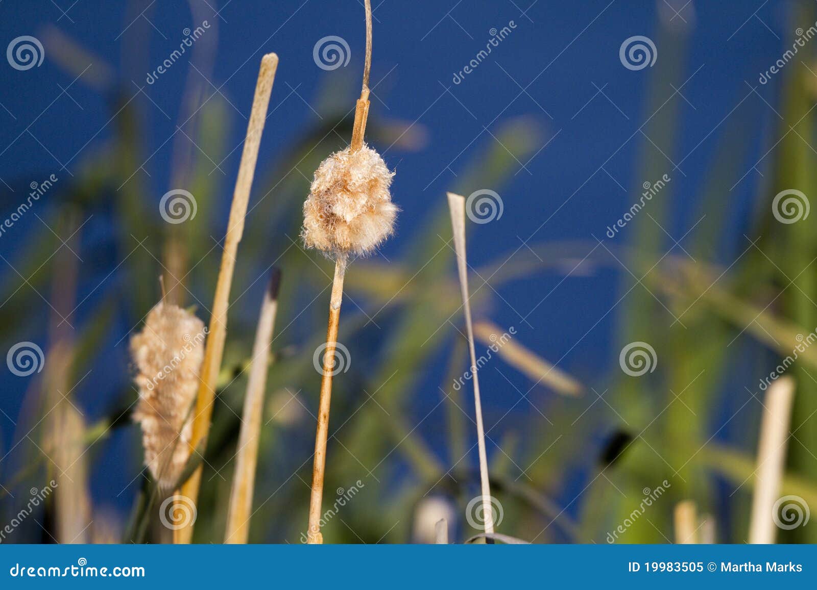 Cattails, Typha stock image. Image of green, swamp, plant - 19983505