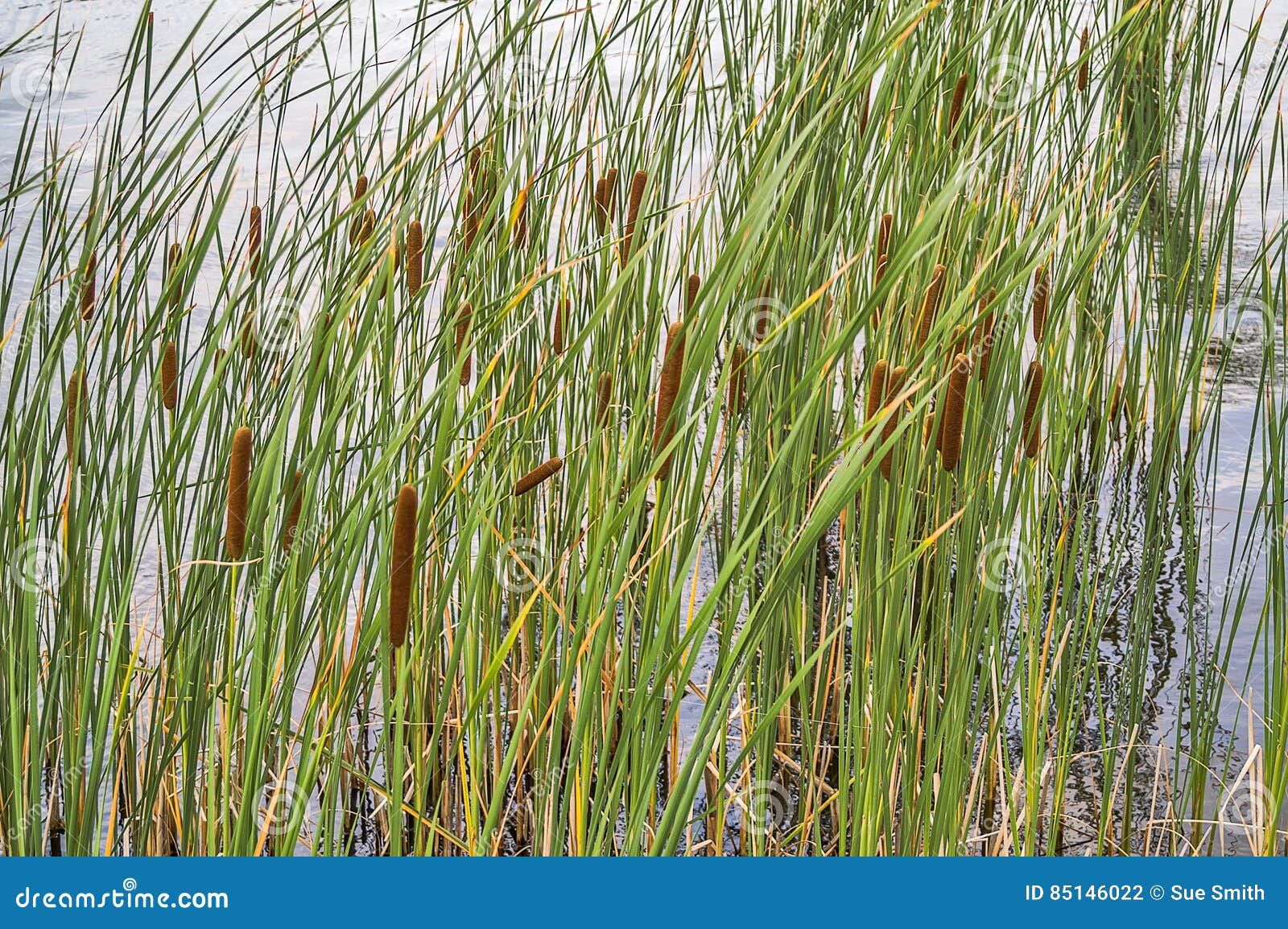Cattails Typha stock photo. Image of typha, nature, sunlight - 85146022 Cattails Typha stock photo. Image of typha, nature, sunlight - 85146022