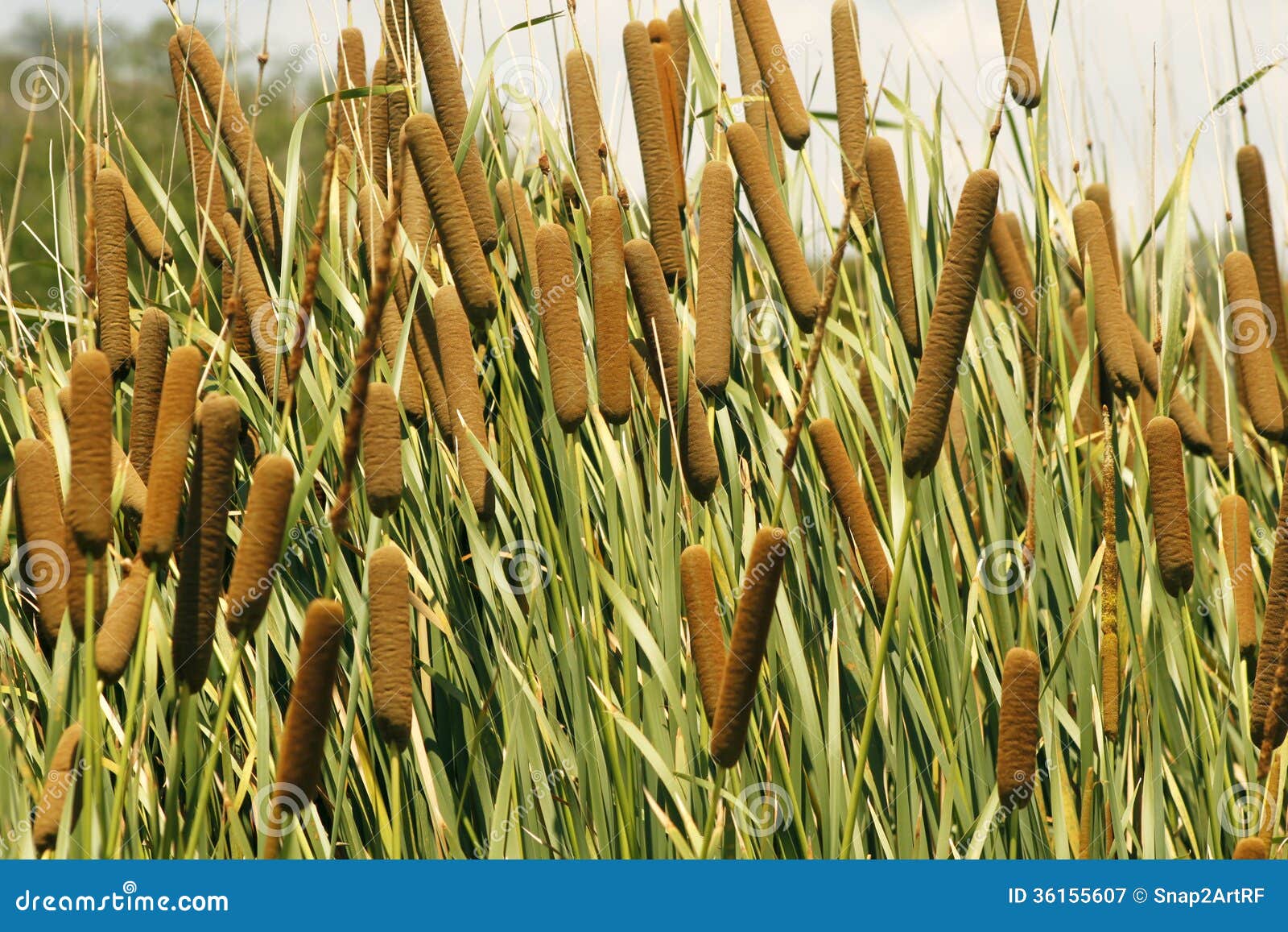 Cattails (Typha Orientalis) Stock Image - Image of bulrush, brown: 36155607