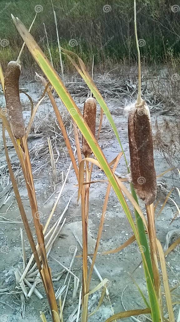 Cattails stock image. Image of fuzzy, nature, cattails - 113399993