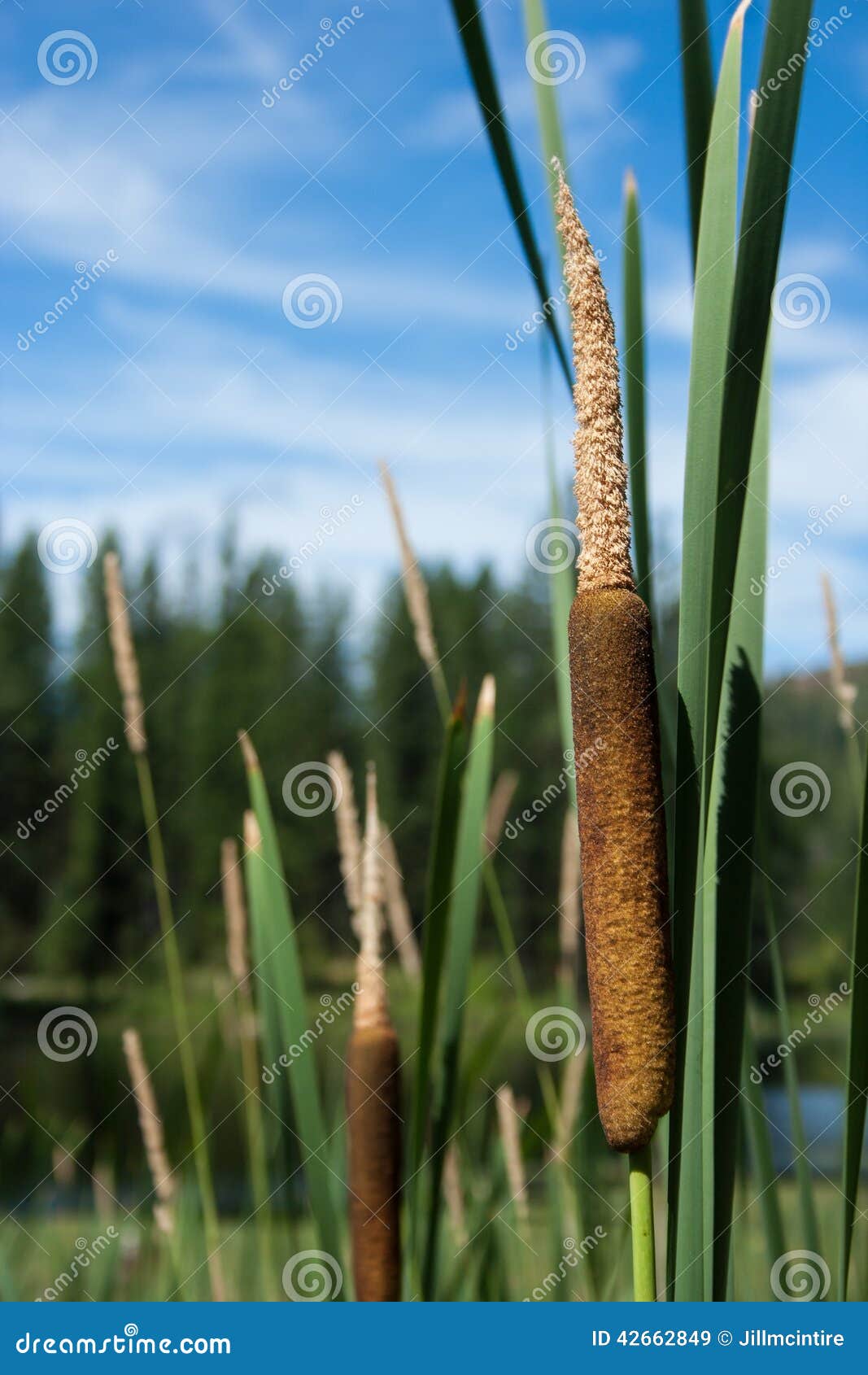 Cattails stock image. Image of cover, grass, plant, close - 42662849