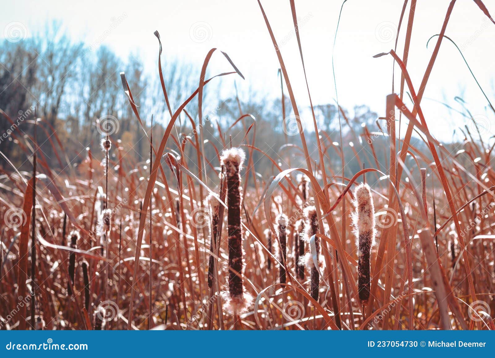 Cattails in a Wetlands during the Fall Stock Photo - Image of gardening ...