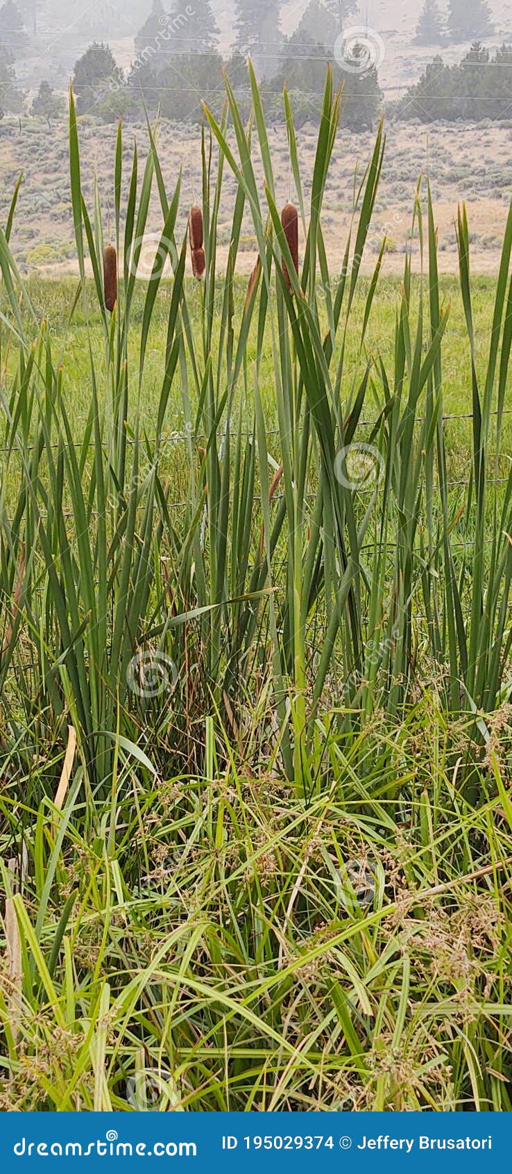 Cattails in the wild stock photo. Image of meadow, banner - 195029374