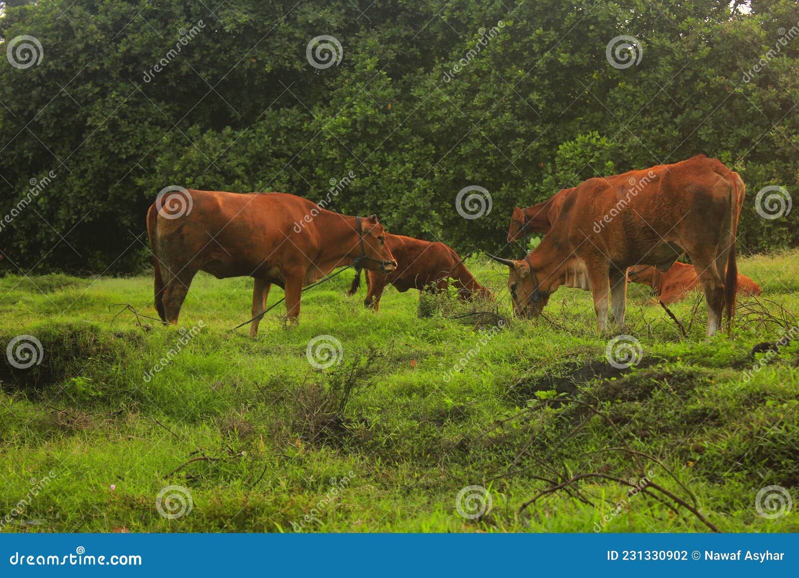 Cattel Farm at the End of the Village, Utilizing Agricultural Land ...
