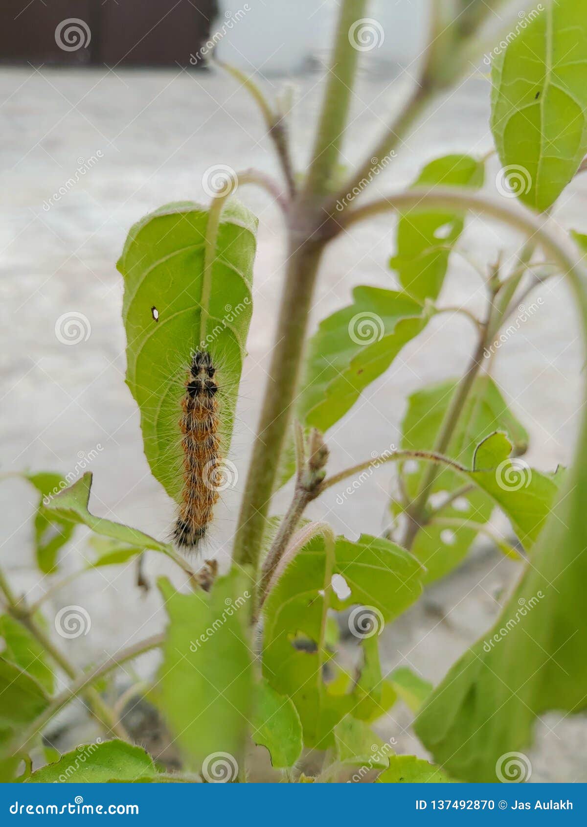 A Catterpillar Eating Leaves. Stock Photo - Image of closeupmacro ...