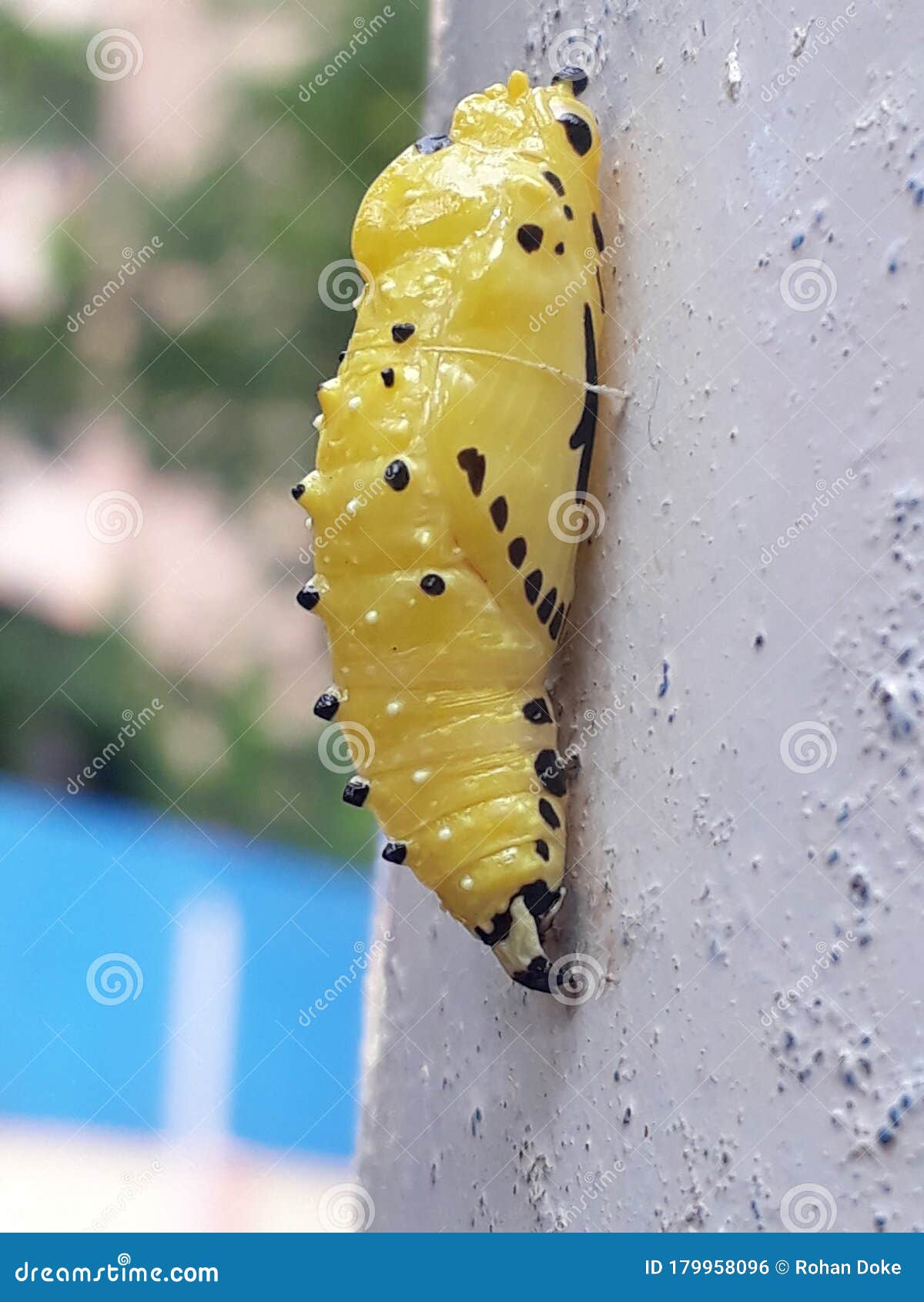 Cocoon stock photo. Image of cocoon, butterfly, yellow - 179958096
