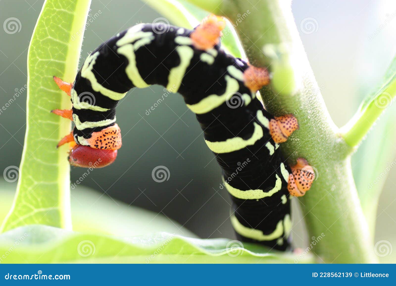 Pseudosphinx Tetrio Caterpillar Royalty-Free Stock Image ...