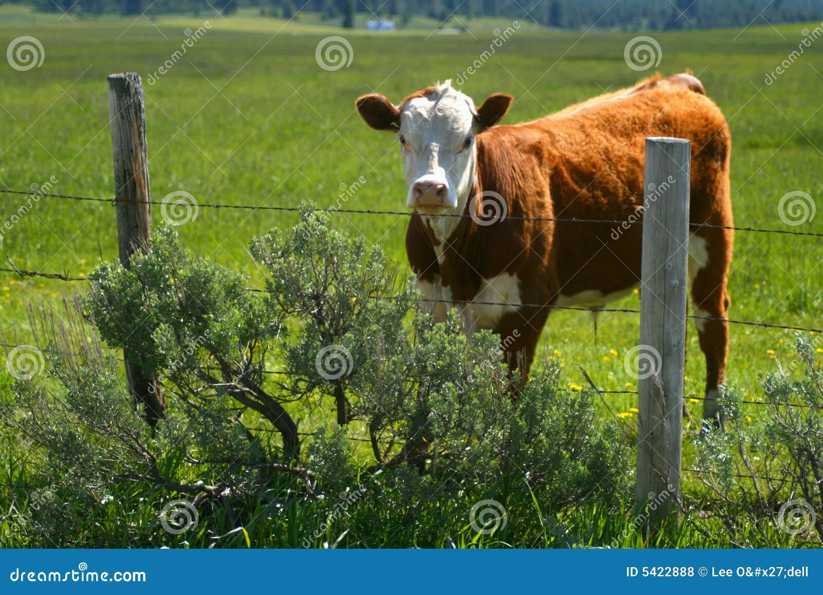 Cattle 10 stock photo. Image of large, livestock, animal - 5422888