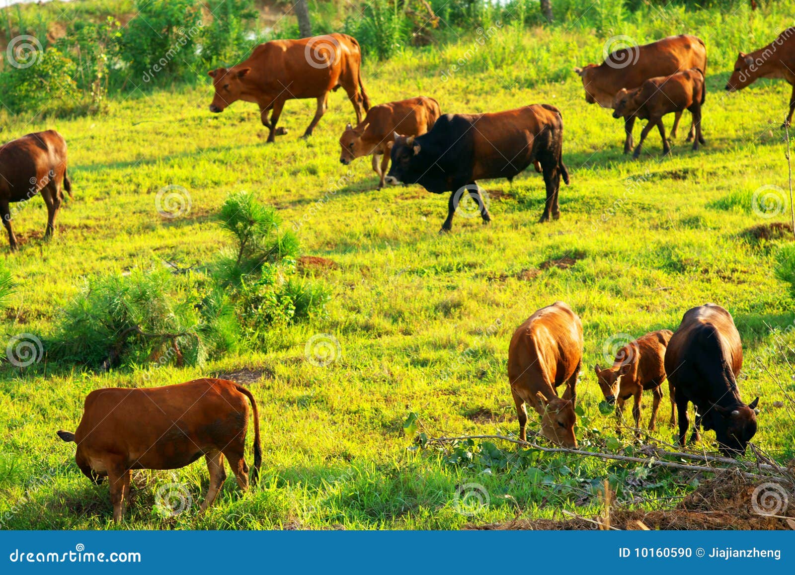 Cattle stock photo. Image of cattle, china, land, eating - 10160590