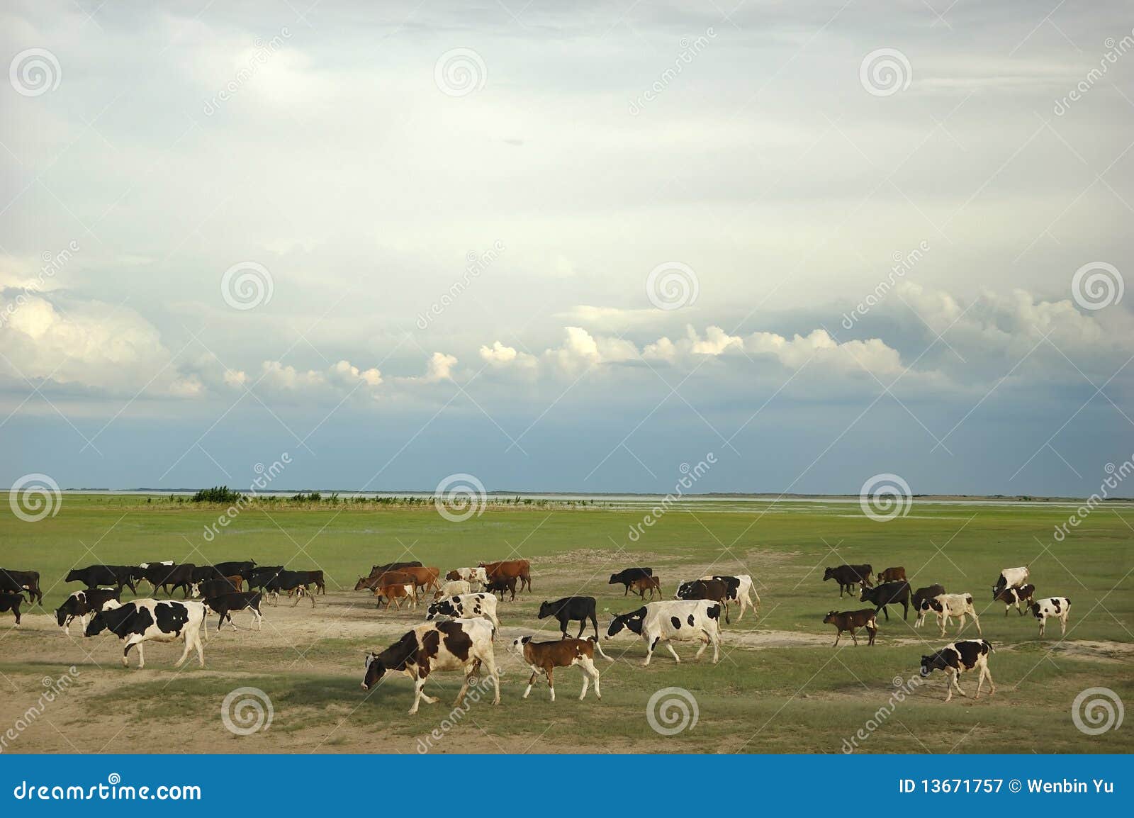 Cattle stock image. Image of dairy, cattle, environment - 13671757