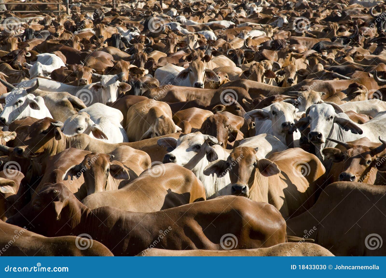 Cattle Muster Royalty-Free Stock Image | CartoonDealer.com #30478588