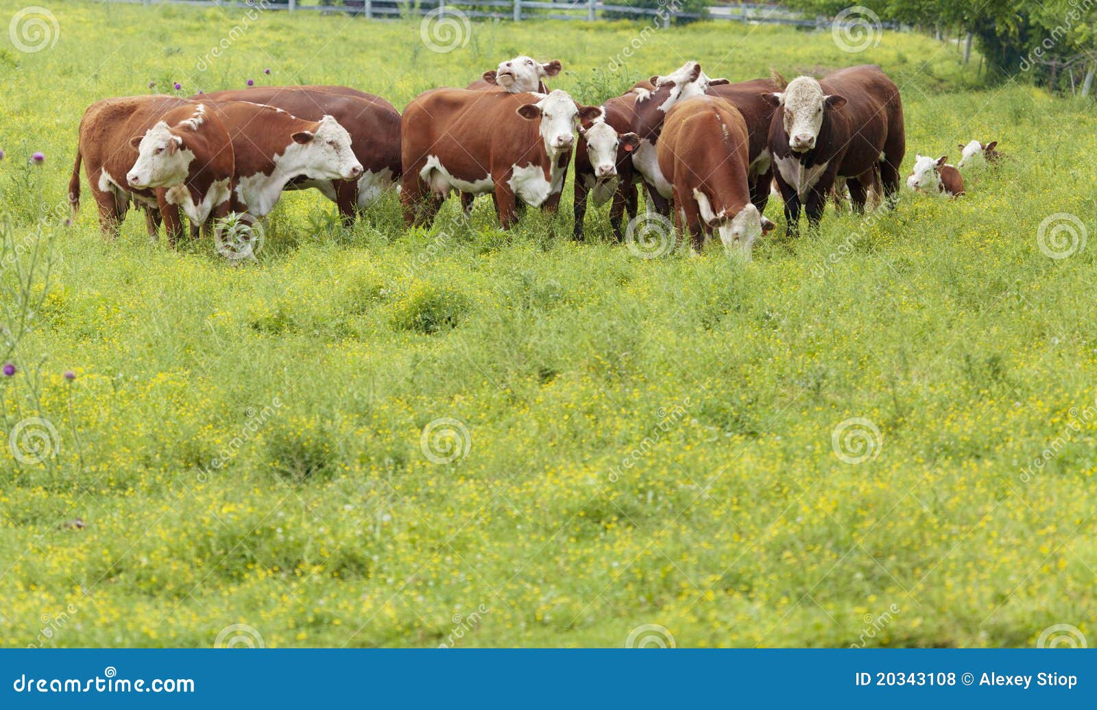 Cattle stock photo. Image of animals, farmland, feeding - 20343108