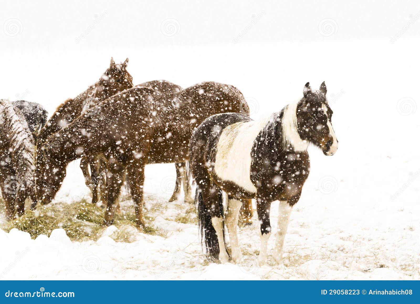 Cattle stock image. Image of agriculture, nature, snowflake - 29058223