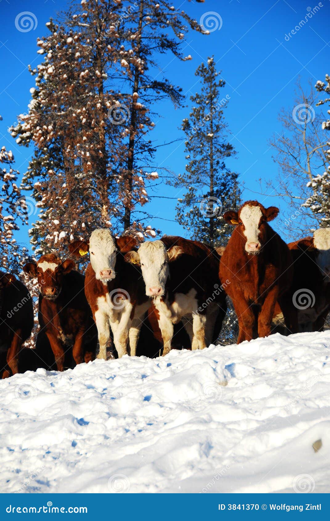 Cattle stock photo. Image of frost, ranch, cattle, animal - 3841370
