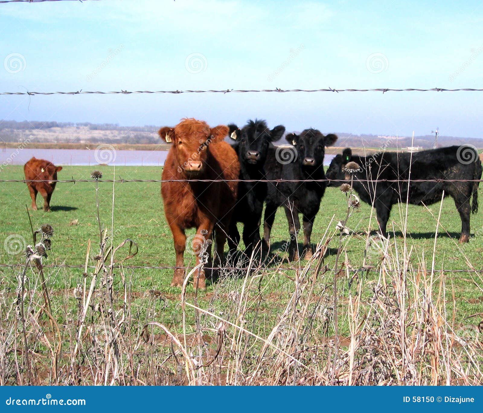 Cattle stock photo. Image of wheat, ranch, heifer, furry - 58150