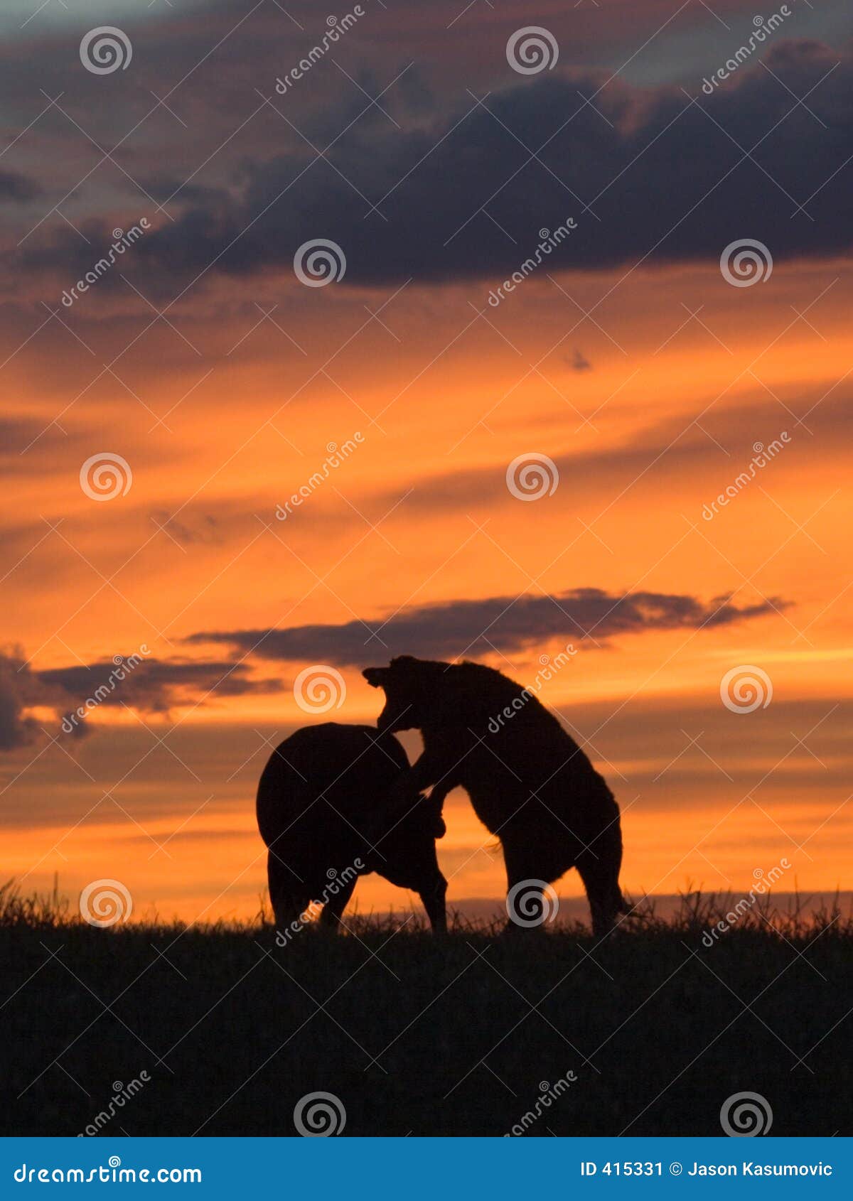 Cattle Aggression stock image. Image of sunset, outdoors - 415331