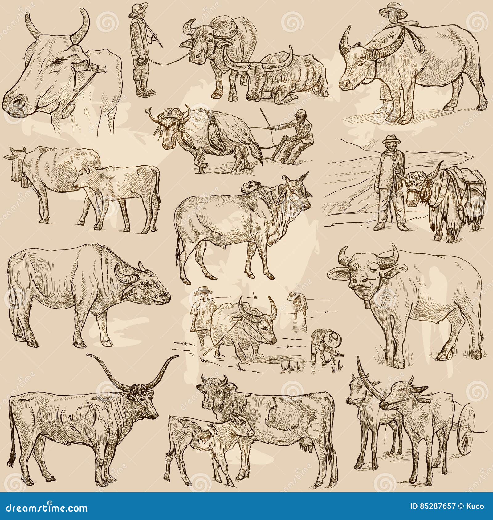 Cattle Animals - an Hand Drawn Vector Pack, Collection. Stock Vector ...