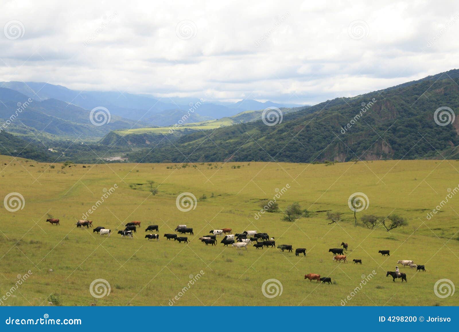 Cattle in Argentina stock photo. Image of wild, agriculture - 4298200