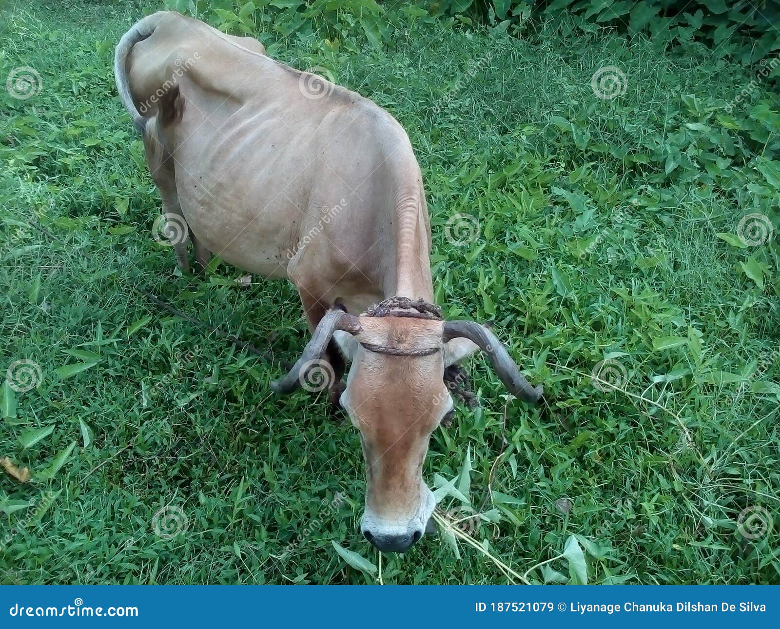 Cattle and backyard stock image. Image of pasture, sheep - 187521079