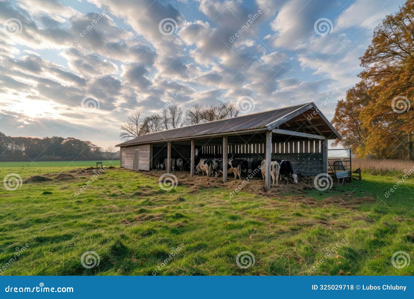 Cattle In A Barn Feeding On Hay In A Cowshed. Concept Livestock Farming ...