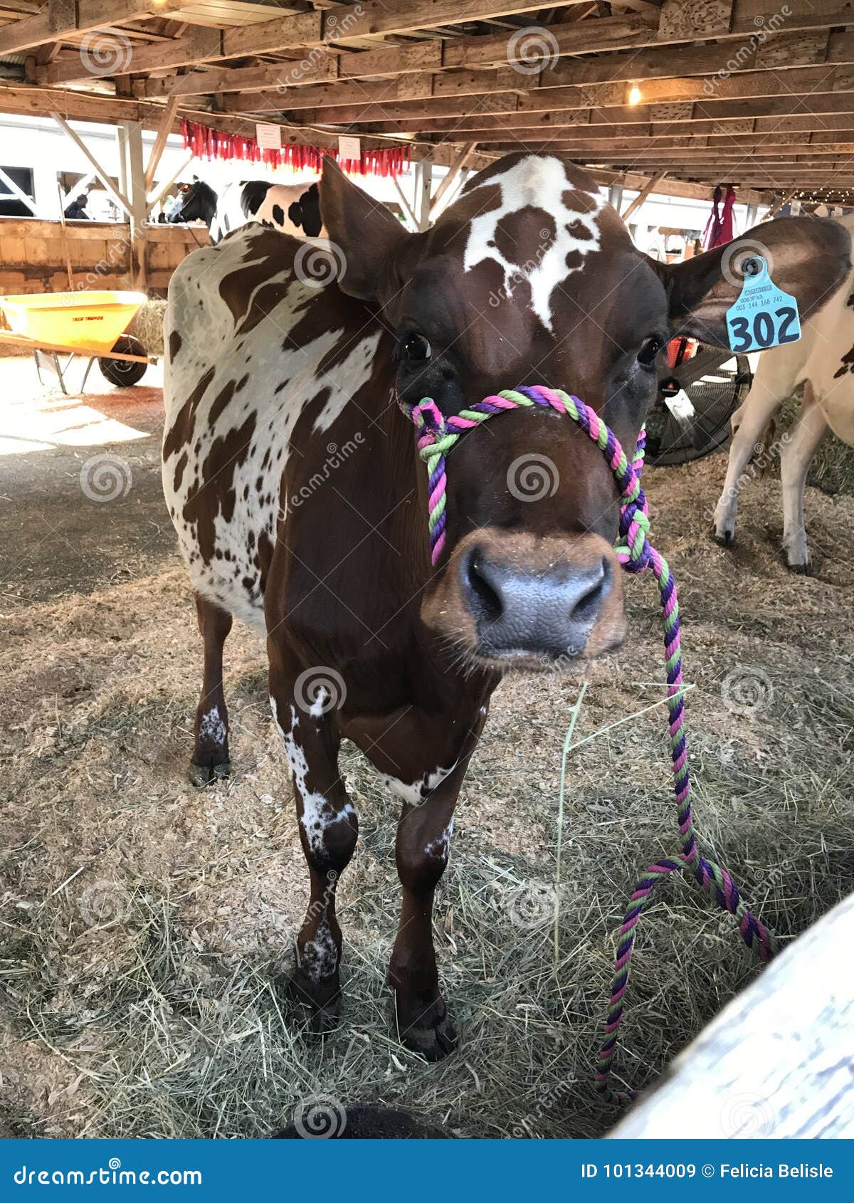 Cattle barn at the fair editorial stock image. Image of county - 101344009