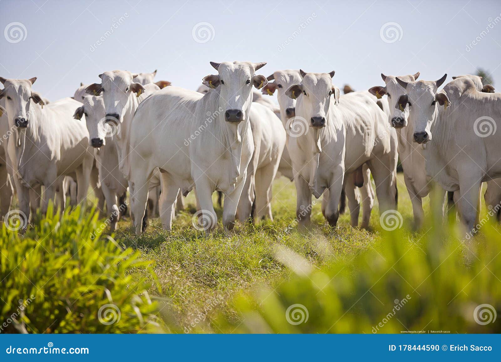 Nellore - Brazilian Beef Cattle In Field, White Bull Stock Image ...