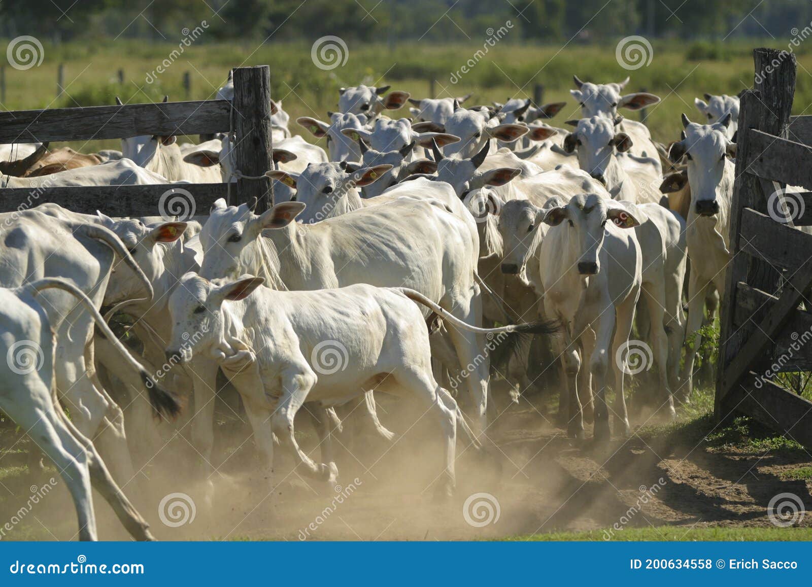 Cattle and Beef Cows from Brazilian Farms Stock Photo - Image of milk ...