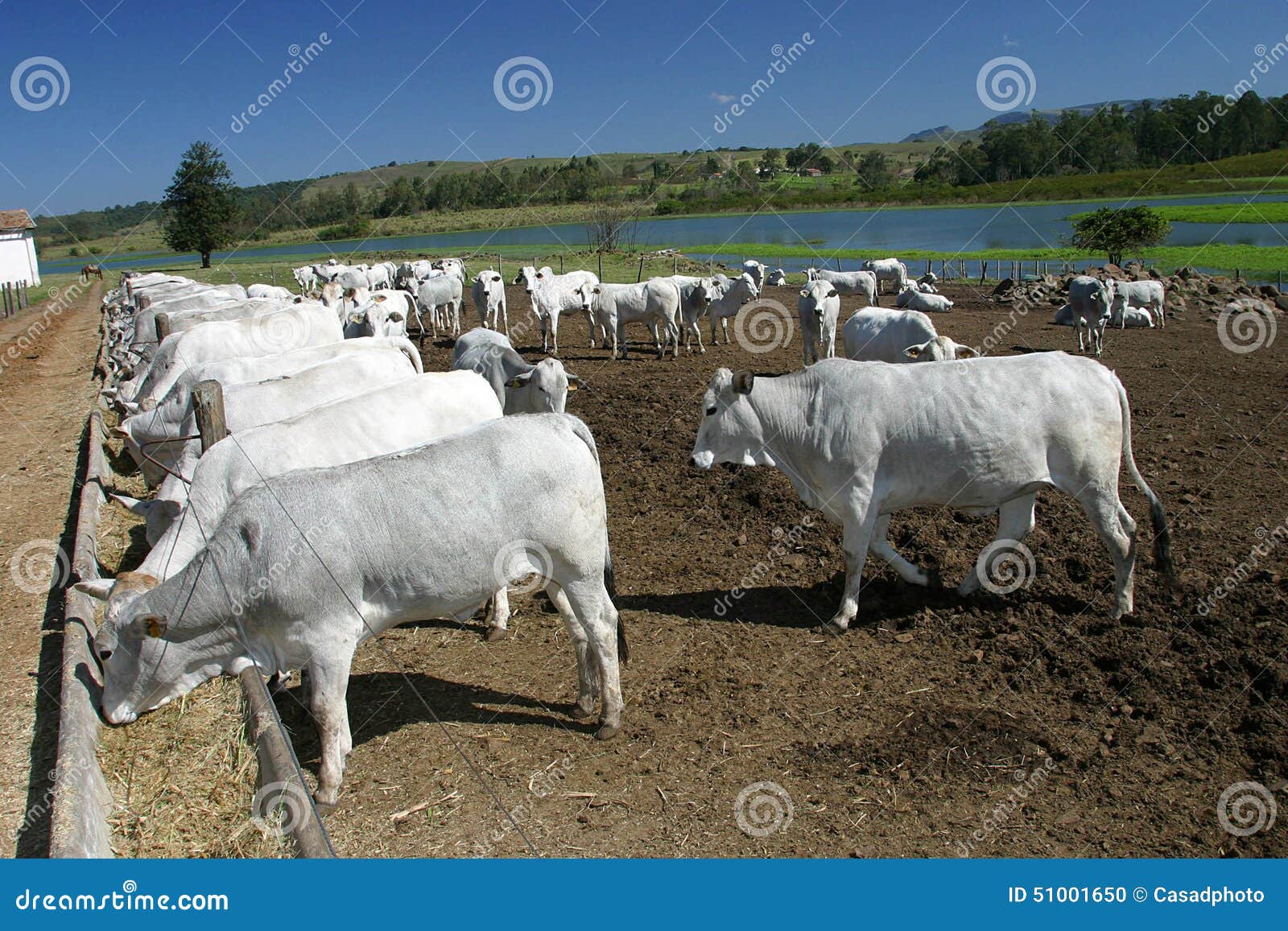 Cattle stock photo. Image of brazil, farm, farming, beef - 51001650