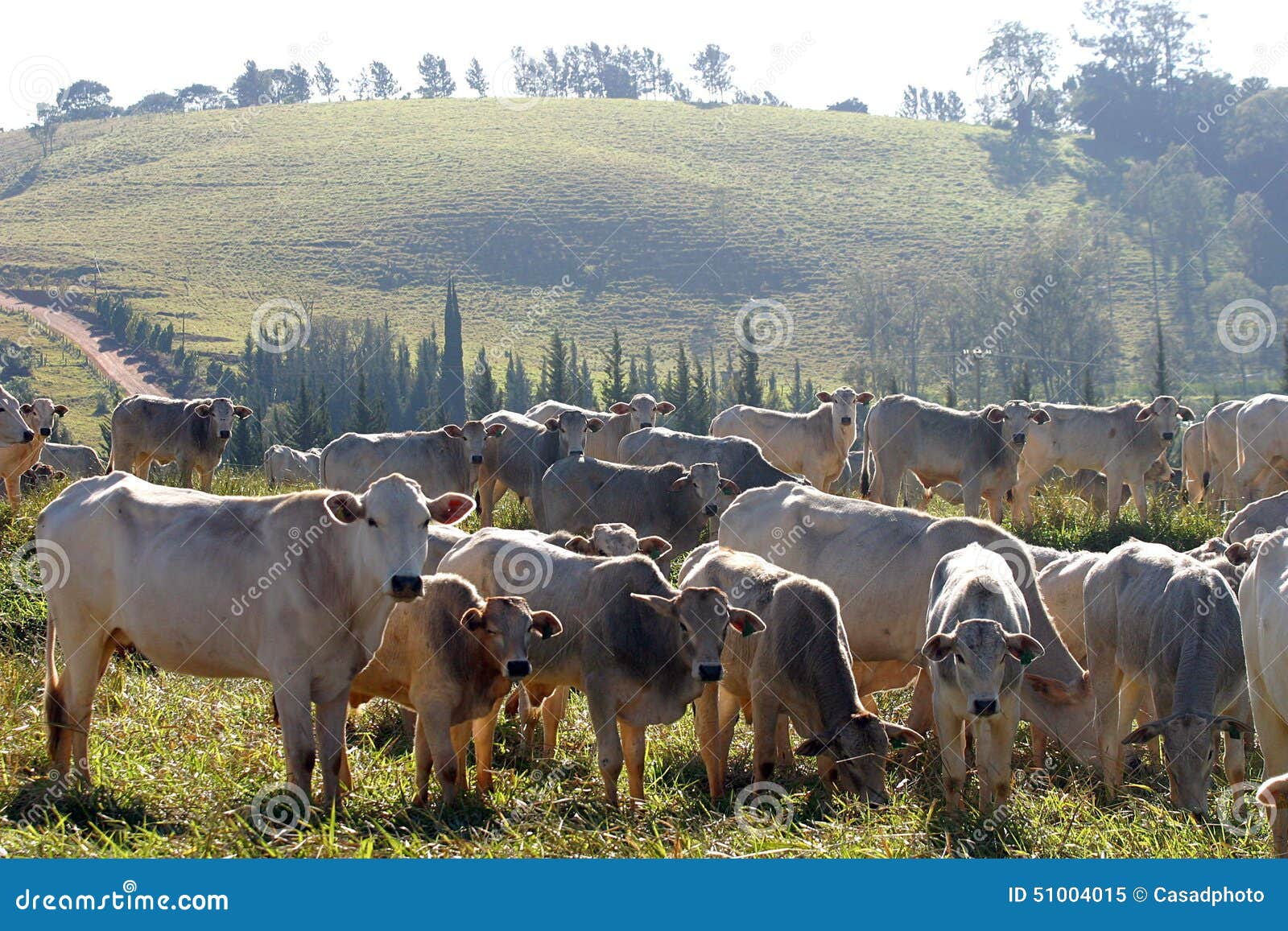 Cattle stock image. Image of nature, brazil, rural, beef - 51004015