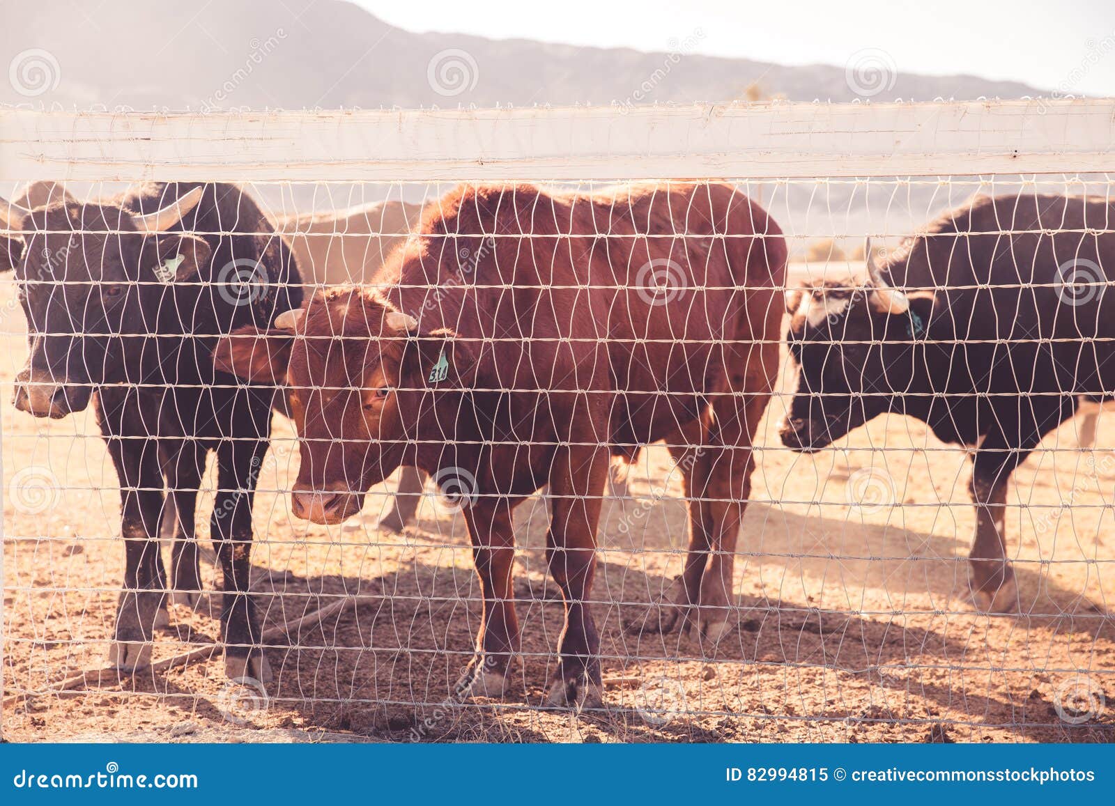 Cattle Behind Wire Fence During Daytime Picture. Image: 82994815