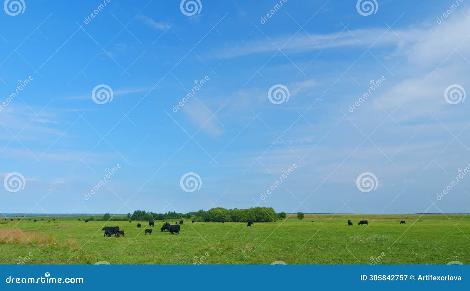 Cattle Brazing in Fields. Black Angus Cows As Herd. Powerful Black Cow ...