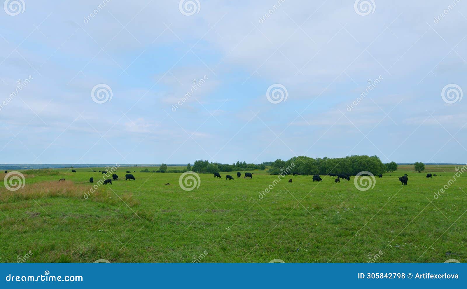 Cattle Brazing in Fields. Black Angus Cows As Herd. Powerful Black Cow ...