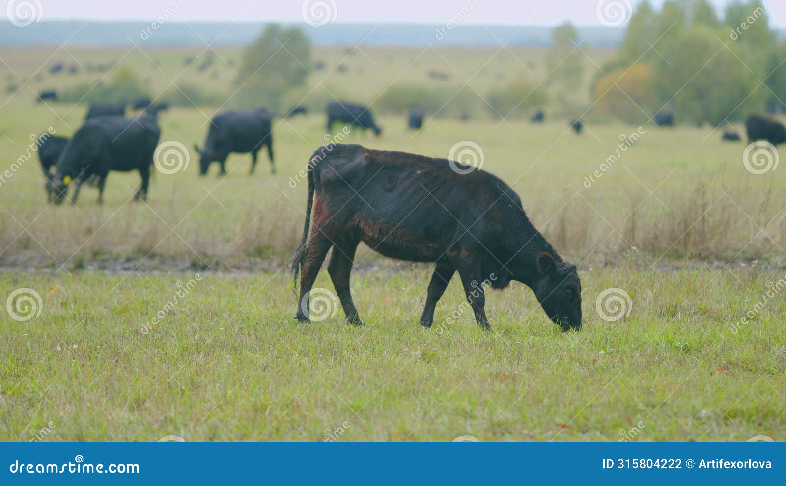 Cattle Brazing in Fields. Black Angus Cows As Herd. Powerful Black Cow ...