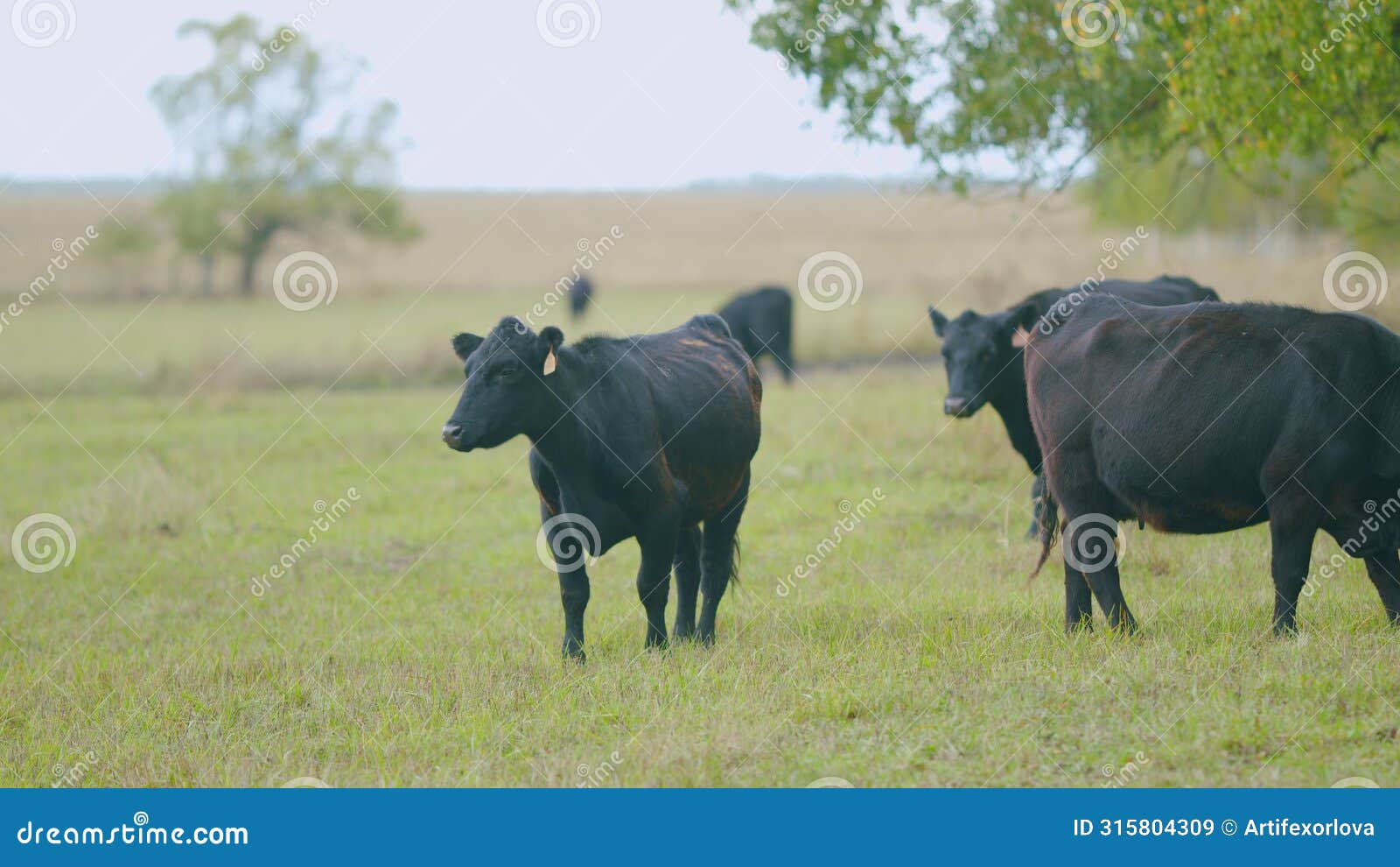 Cattle Brazing in Fields. Black Angus Cows As Herd. Powerful Black Cow ...