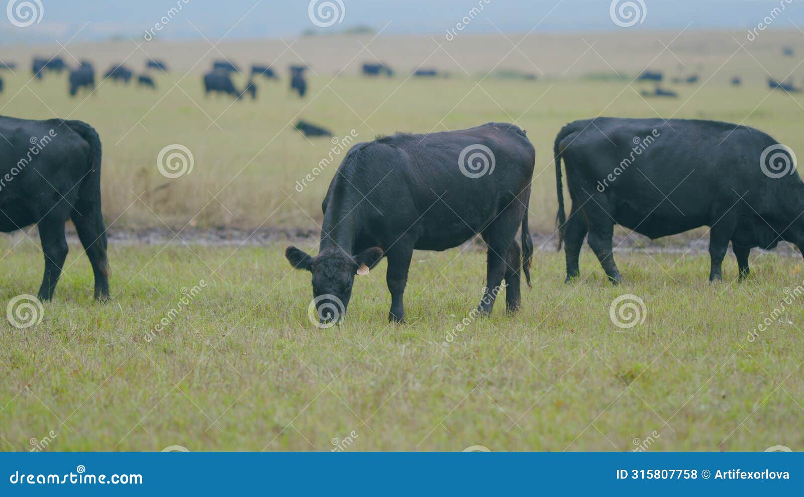 Cattle Brazing in Fields. Black Angus Cows As Herd. Powerful Black Cow ...