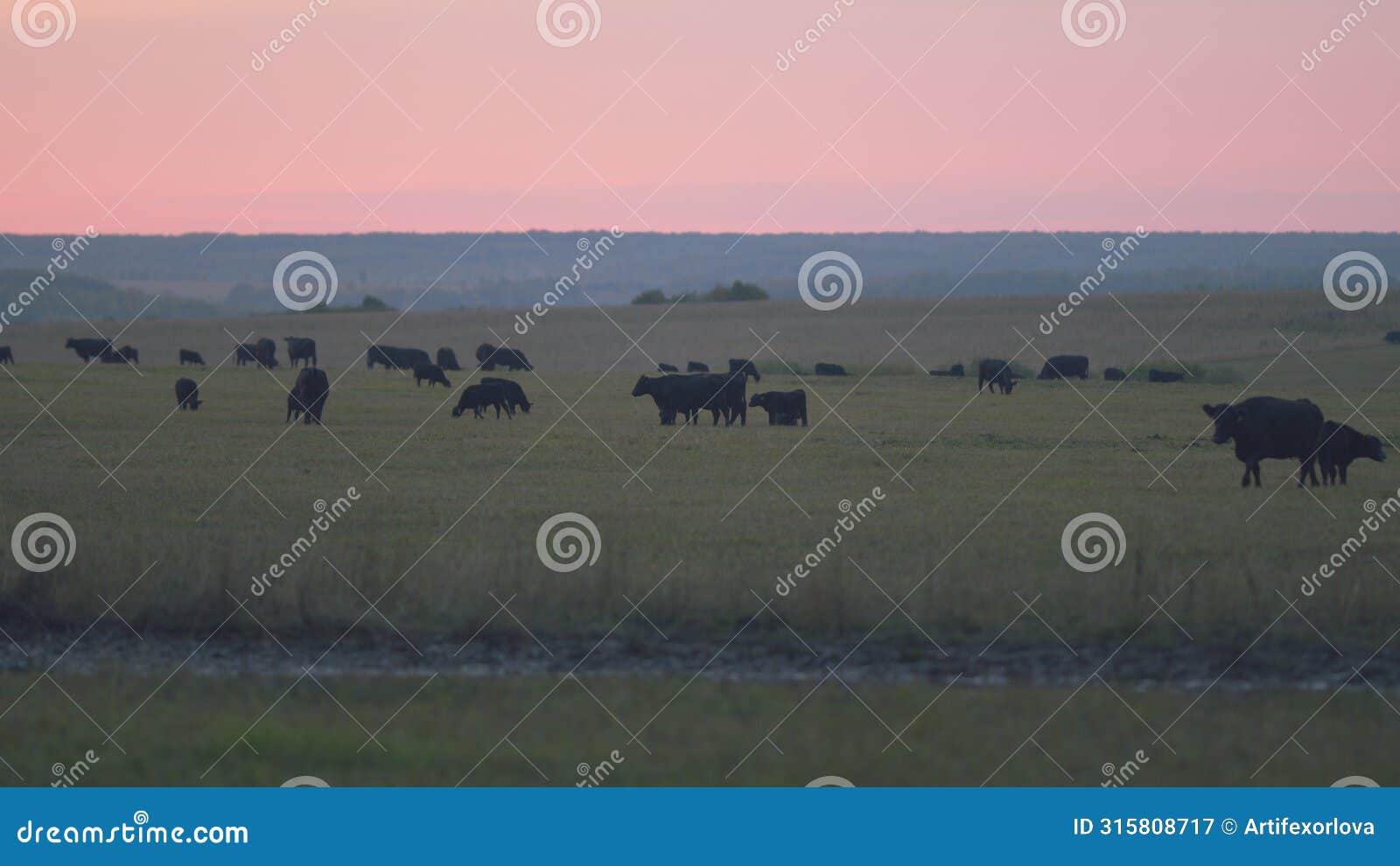 Cattle Brazing in Fields. Black Angus Cows As Herd. Powerful Black Cow ...