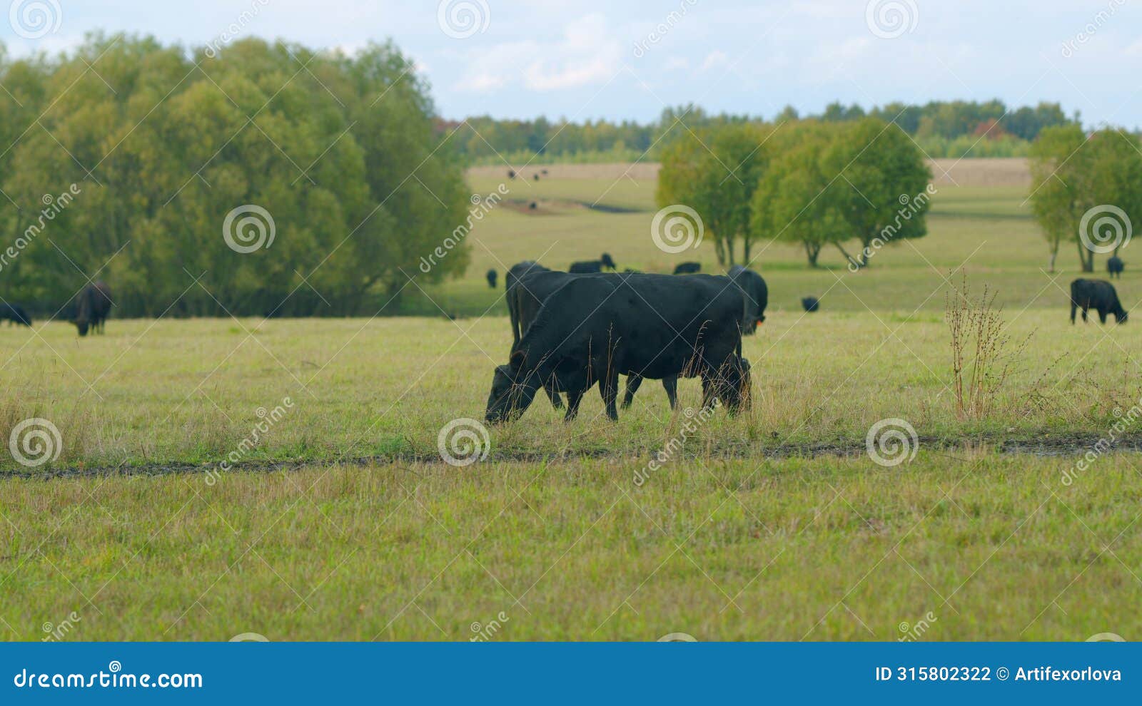 Cattle Brazing in Fields. Black Angus Cows As Herd. Powerful Black Cow ...