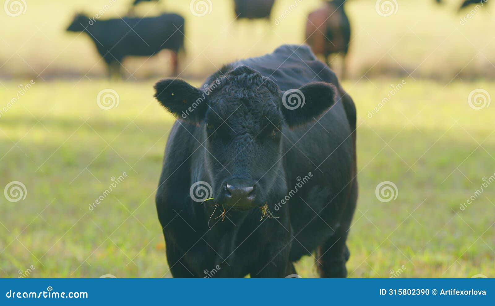 Cattle Brazing in Fields. Black Angus Cows As Herd. Powerful Black Cow ...