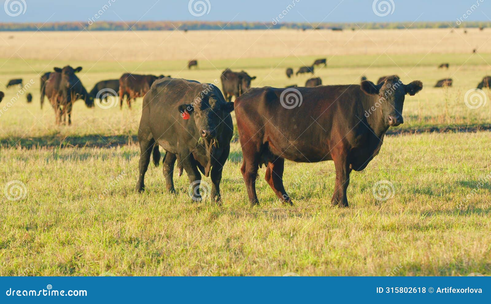 Cattle Brazing in Fields. Black Angus Cows As Herd. Powerful Black Cow ...
