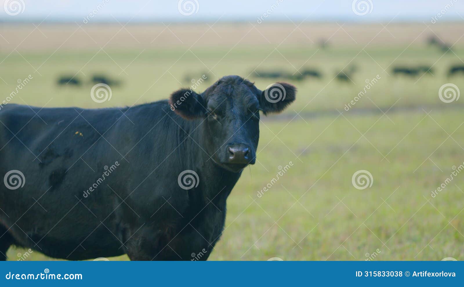 Cattle Brazing in Fields. Black Angus Cows As Herd. Powerful Black Cow ...