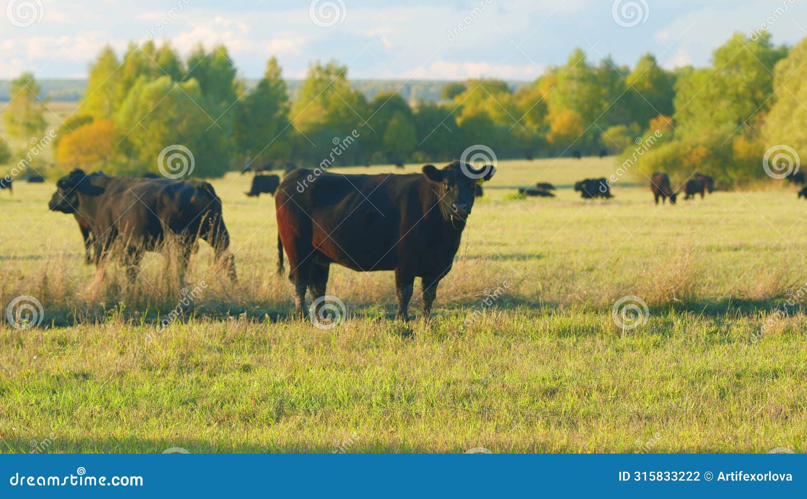 Cattle Brazing in Fields. Black Angus Cows As Herd. Powerful Black Cow ...