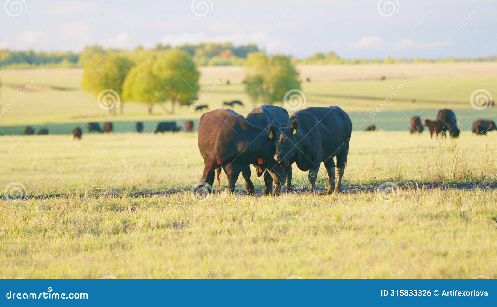 Cattle Brazing in Fields. Black Angus Cows As Herd. Powerful Black Cow ...