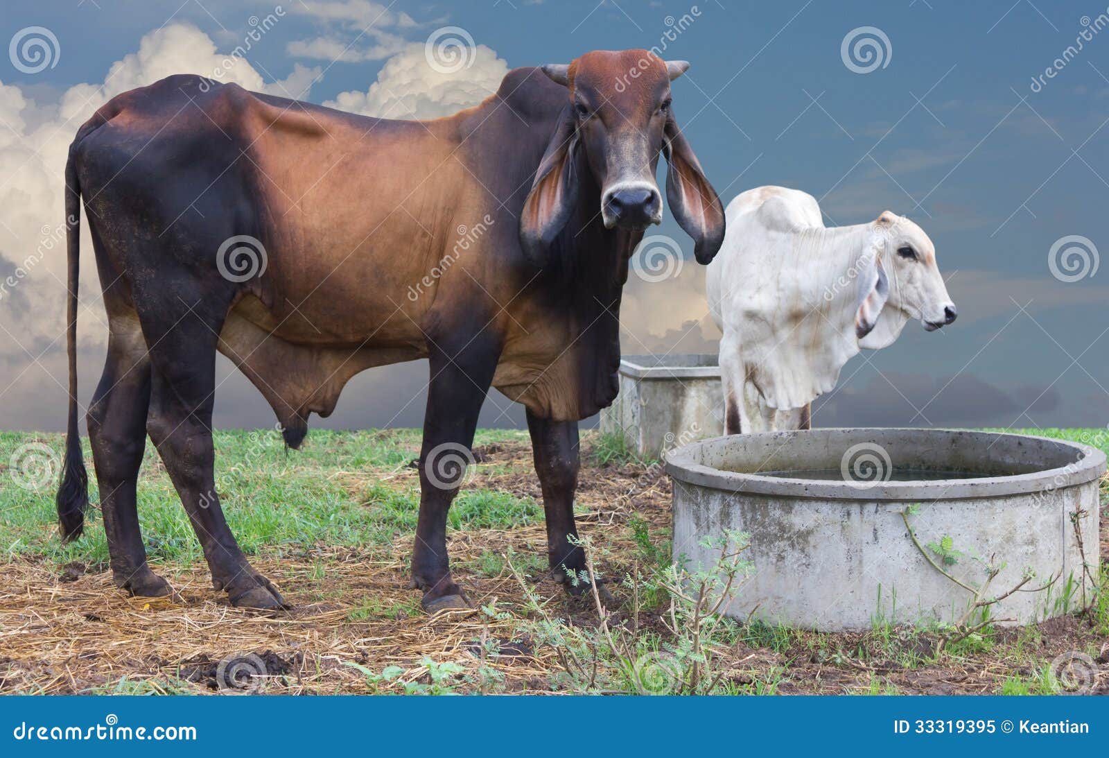 Cattle breeder stock image. Image of country, meadow - 33319395