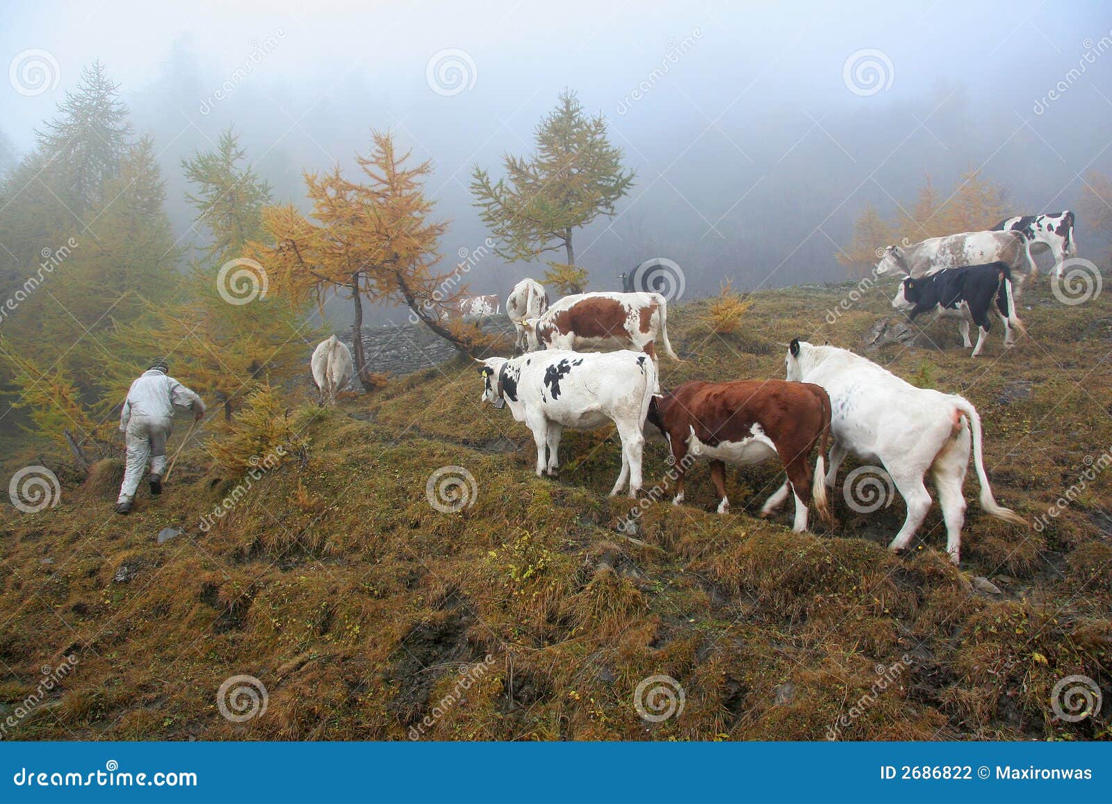 19,366 Breeding Cattle Farming Stock Photos - Free & Royalty-Free Stock ...