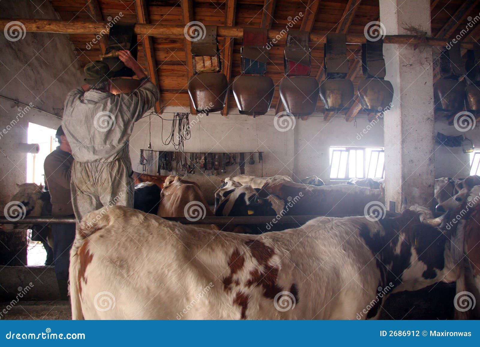 Cattle breeding stock photo. Image of bell, mountain, cattle - 2686912